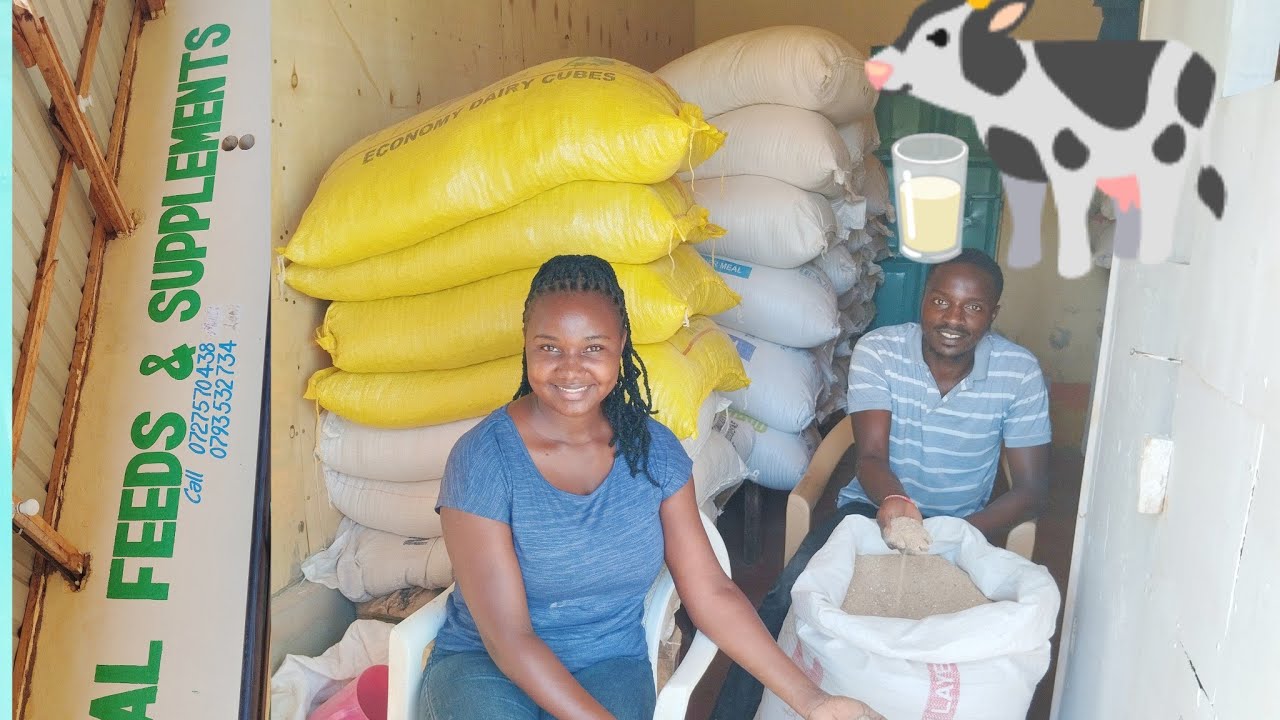 Dairy Farming:How to obtain maximum milk production - YouTube