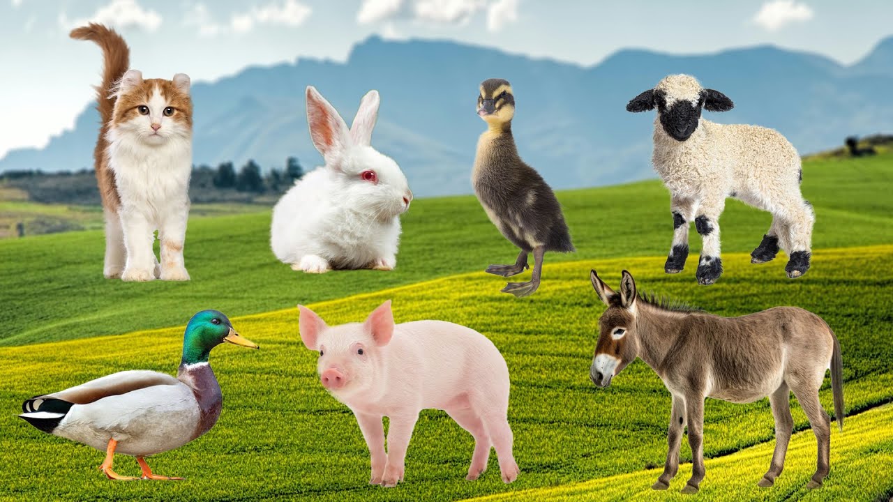 Amazing Farm Animals: Dogs, Pigs, Cows, Cats, Horses, Ducks, Sheep ...