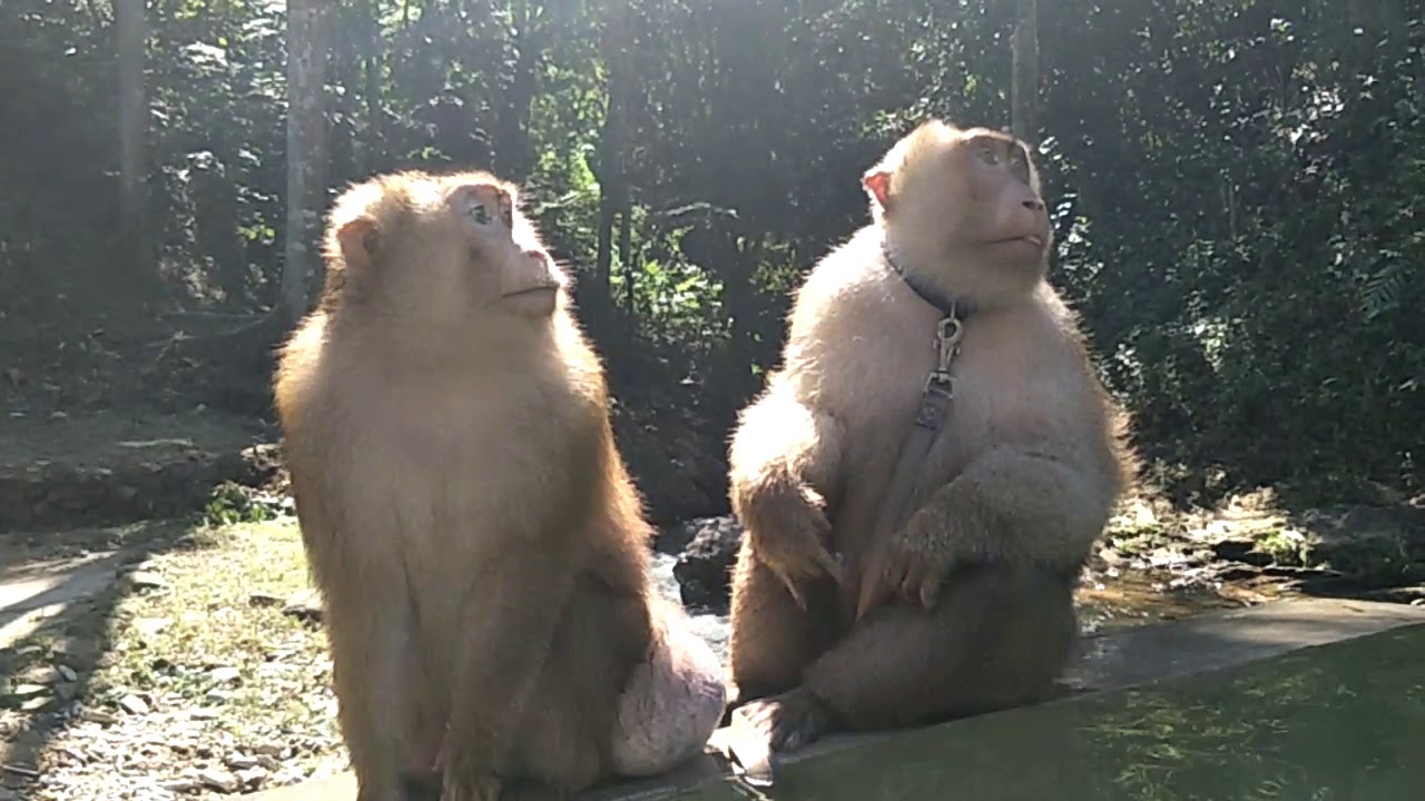 Monkey Jk Shaki At Waterfall Pools - YouTube