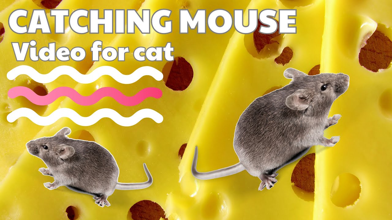 Cat Catching Mice Video for Cat watch - YouTube