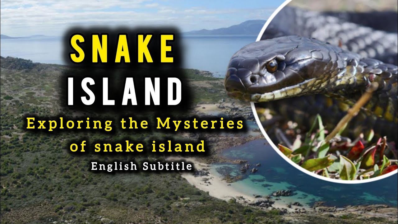 Exploring the Mysteries of Snake 🪱Island | Snake Island | Brazil ...