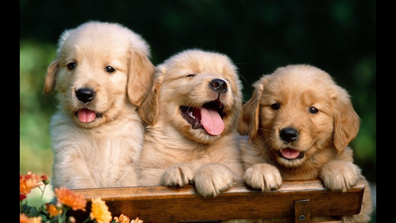 Cute Dogs Doing Funny Things Videos Compilation 2016 - YouTube