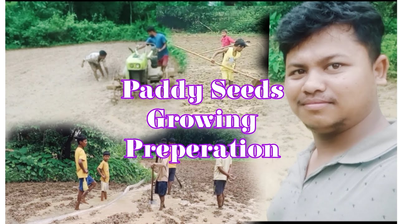Paddy Seeds Growing preperation#agriculture - YouTube