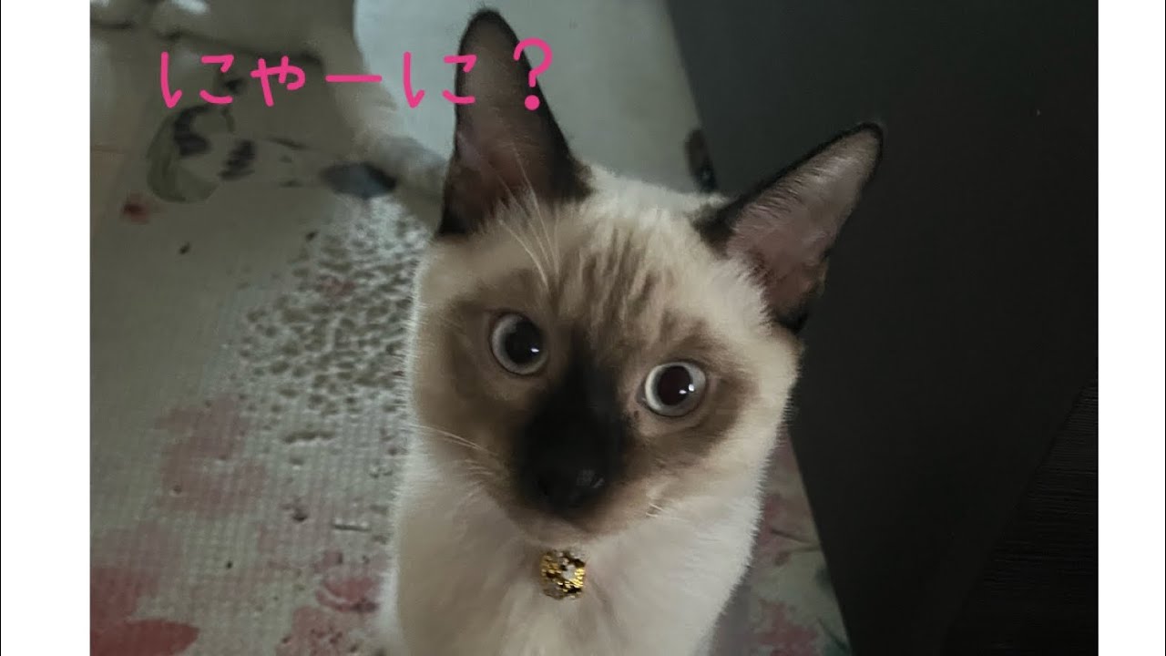 まつりとももとソラとラテの日常#96 cat family2023.11.15〜11.22の出来事 - YouTube