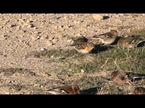 İspinoz ve Dağ İspinozu'nun beslenmesi