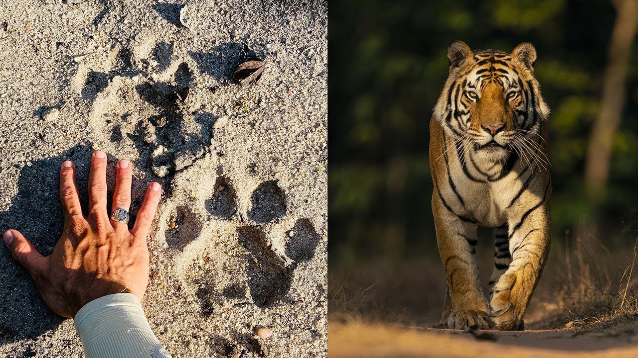 This is how you TRACK a TIGER! #SafariWithSuyash - YouTube