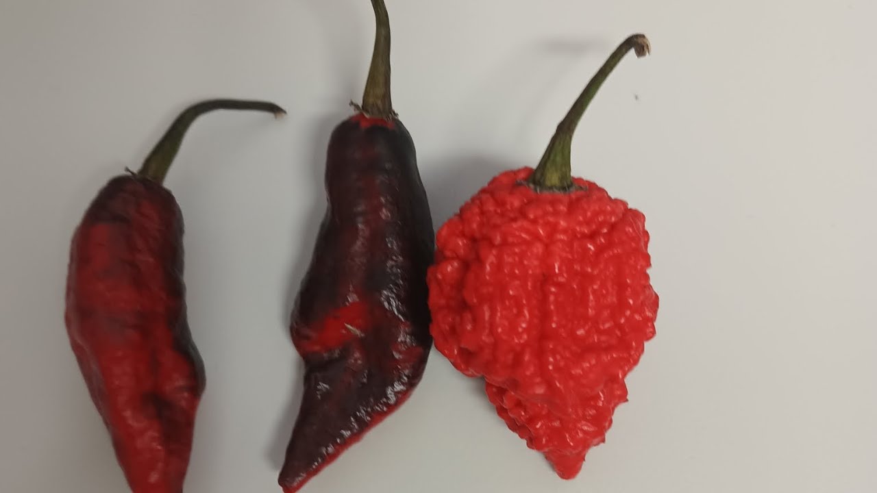 Hottest Pepper Ever? RB003 vs Blood Ghost 🔥👻 from @Thegrumpygill - YouTube