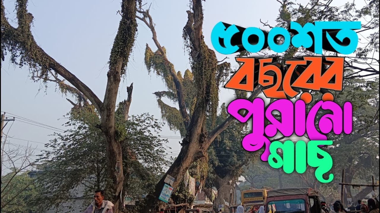যশোর রোডের শতবর্ষী গাছের ইতিহাস I history of jessore road century tree ...