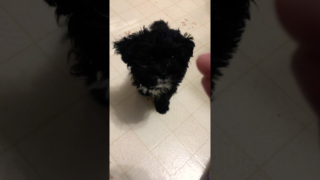 SIT BOO SIT - YouTube