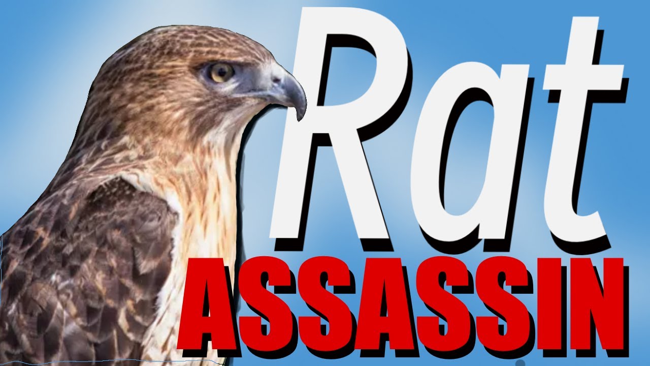 How to hunt with a Hawk : Falconry with Bubby the Red tailed Hawk || # ...