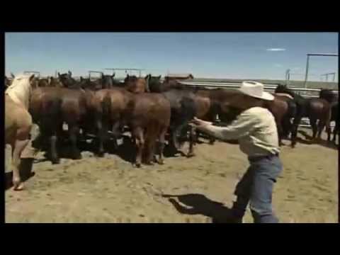 Babbitt Ranches 2005 Best Remuda Winner - YouTube