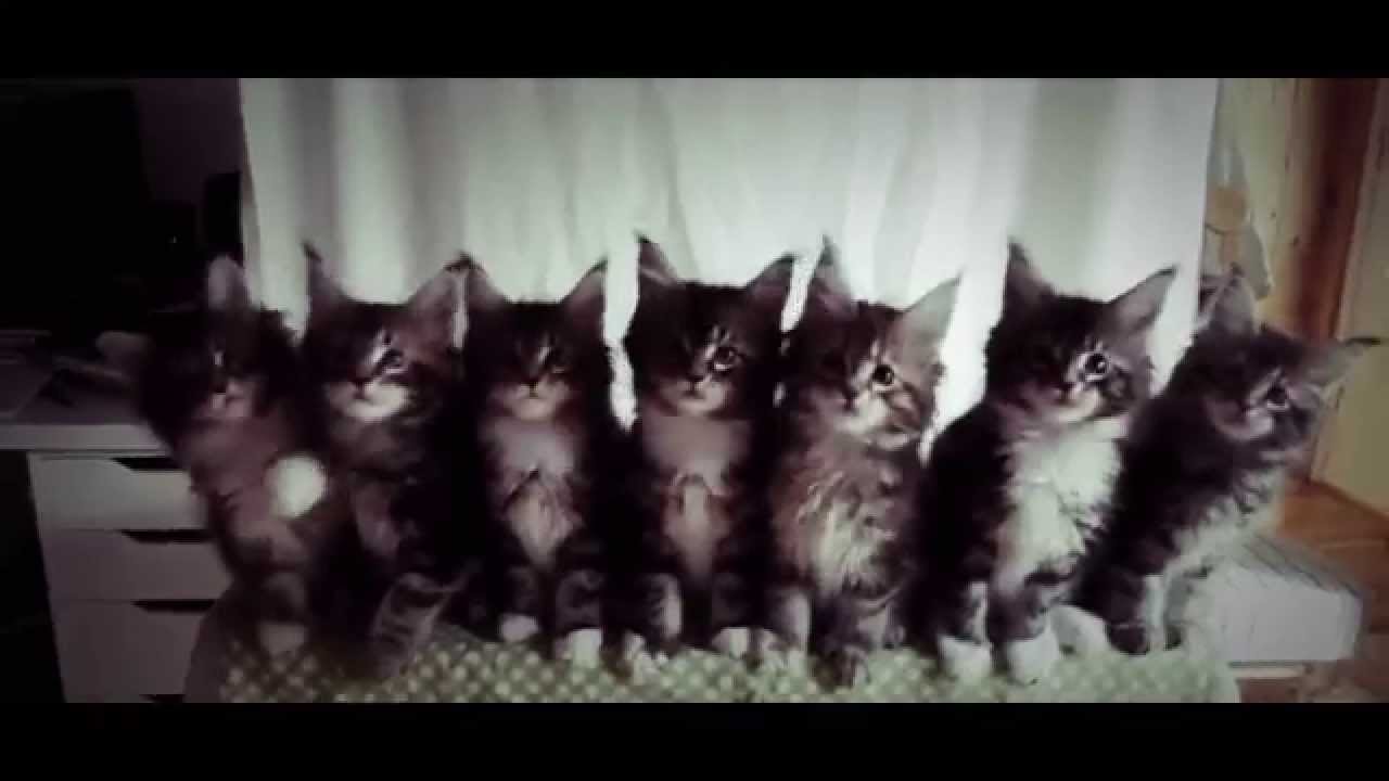 7 KITTENS dancing freaky in unison - YouTube