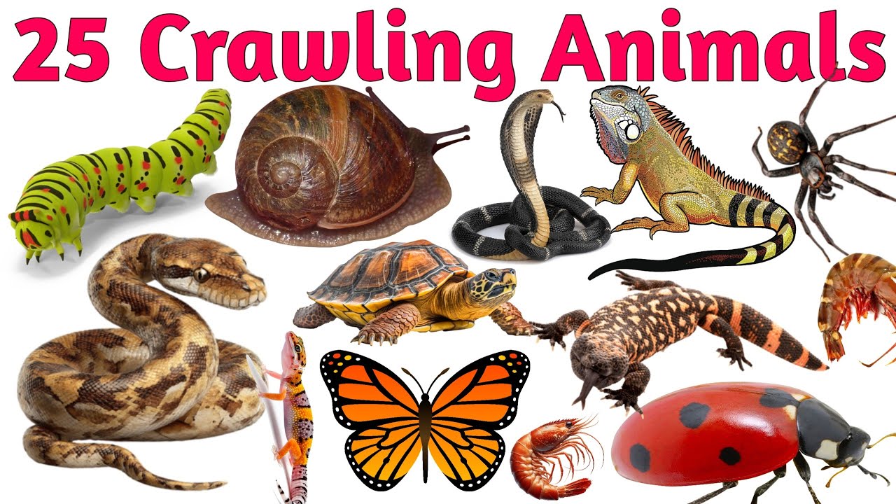 🐌 Animated Crawling Animals for Kids | Learn Names in Hindi & English ...