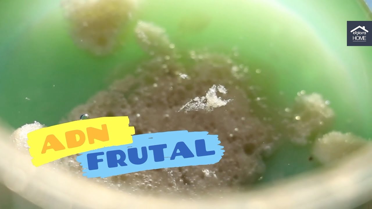 Cómo extraer el ADN de las frutas // Experimentos de ciencia para ...