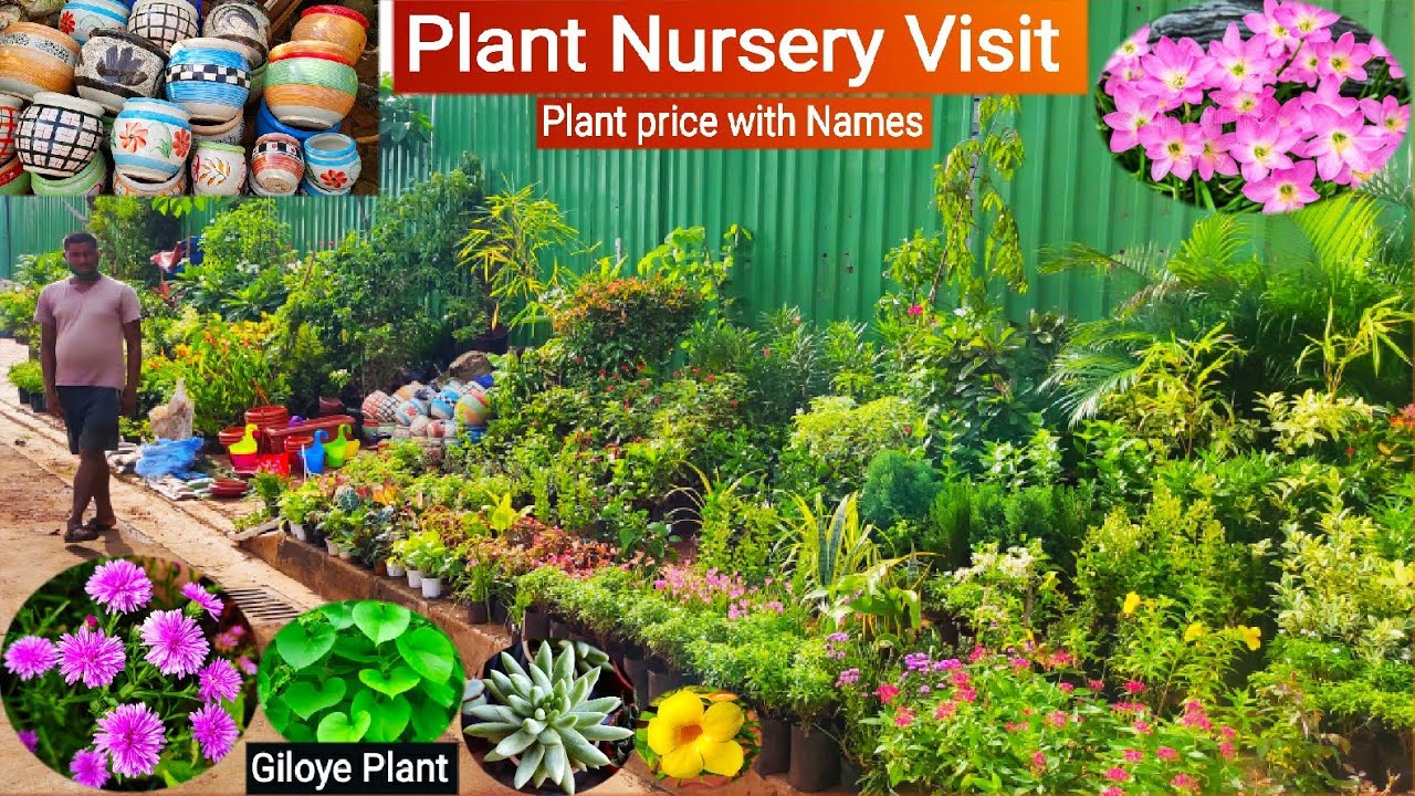 Plant Nursery Visit Plant Price With Names Arohi Rose Nursery plant-nursery-visit-plant-price-with-names-arohi-rose-nursery