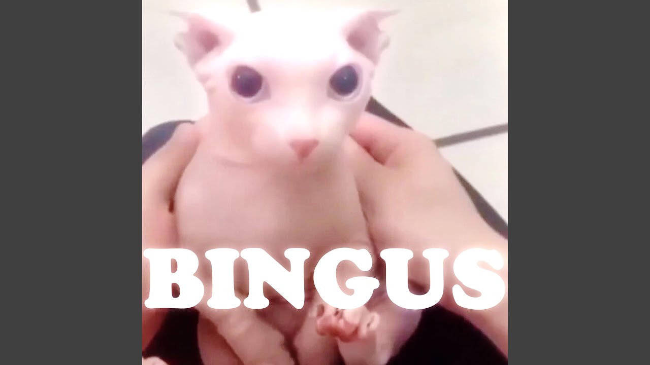 Bingus Baby - YouTube