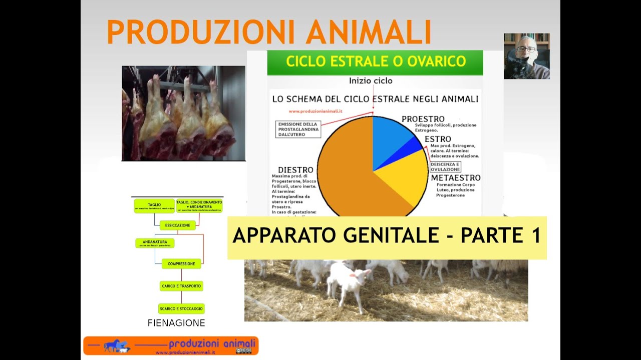 Sistema Riproduttivo Animale Il Sistema Riproduttivo Dello Squalo...