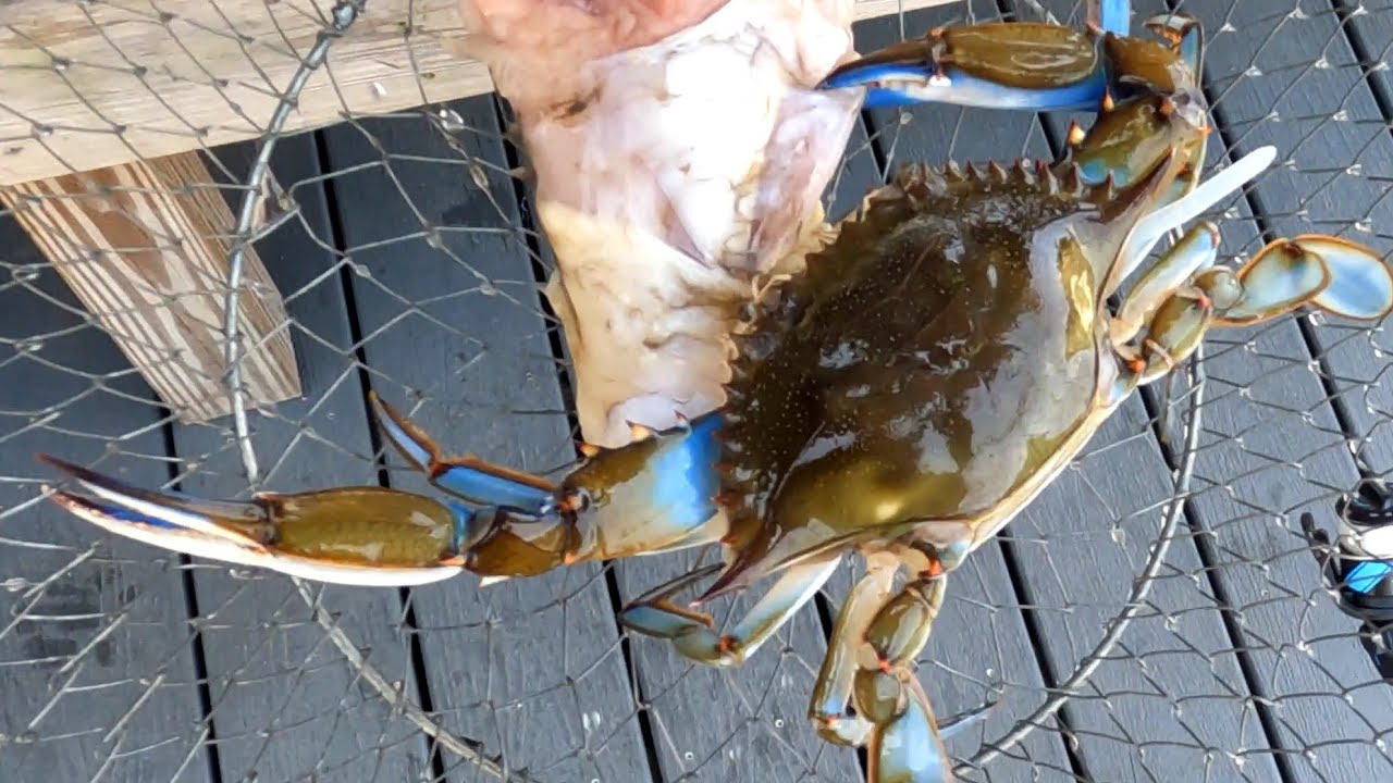 Catching Blue Crabs!!! Crabbing In Florida!!! How To Catch Blue Crabs ... Catching Blue Crabs!!! Crabbing In Florida!!! How To Catch Blue Crabs ...