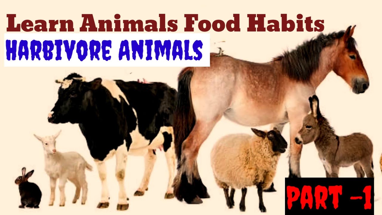 Animals Food Habits||What do animals eat# Harbivoreanimals - YouTube