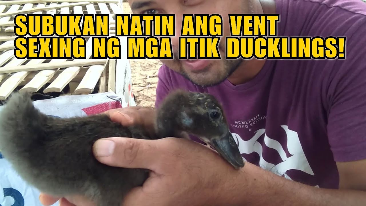 SUBUKAN NATIN ANG VENT SEXING NG MGA ITIK DUCKLINGS! - YouTube