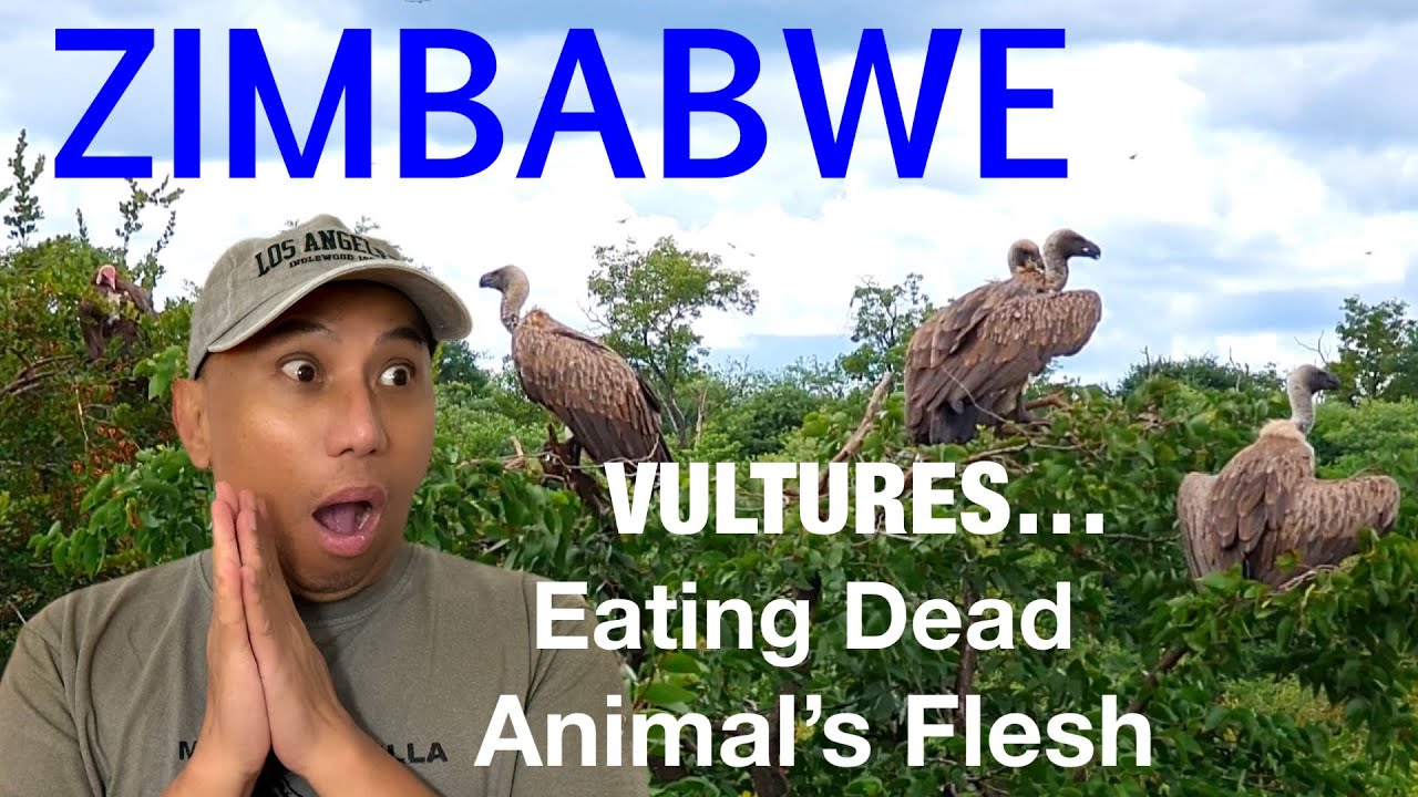 WONDERS of ZIMBABWE: How Vultures Helps in Balancing the Ecosystem in ...