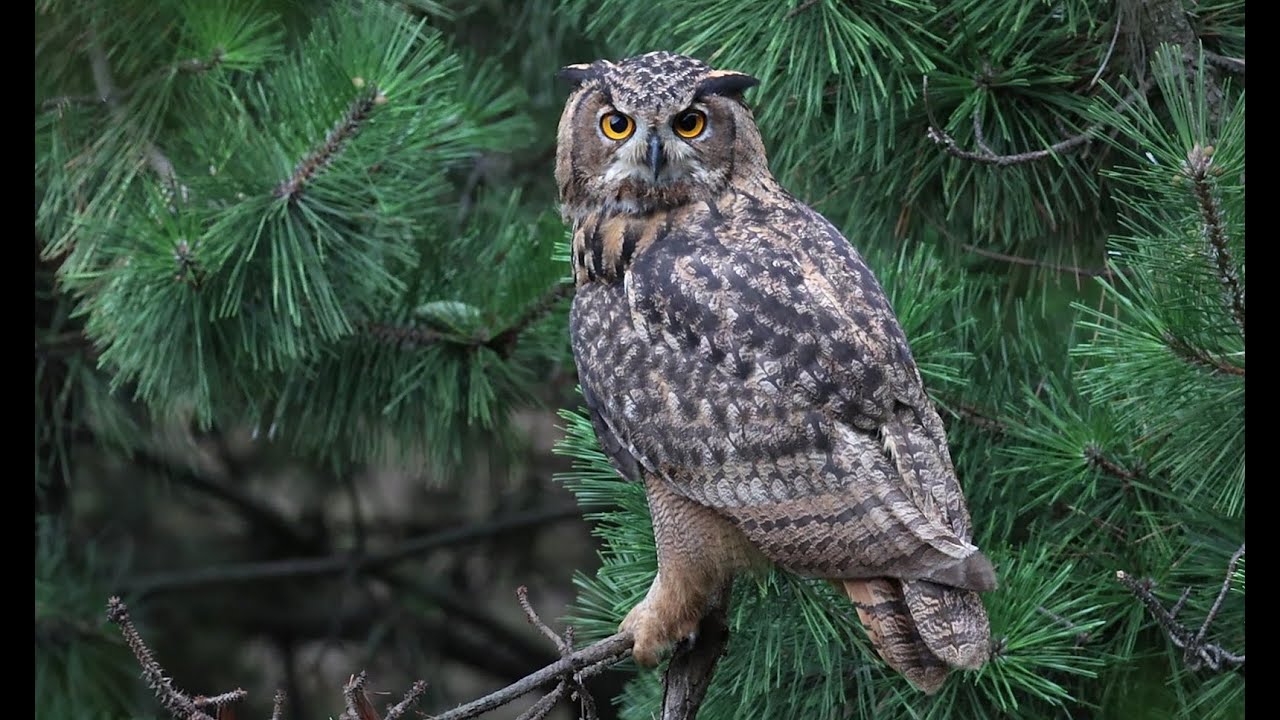 Korea owl 부엉이 - YouTube