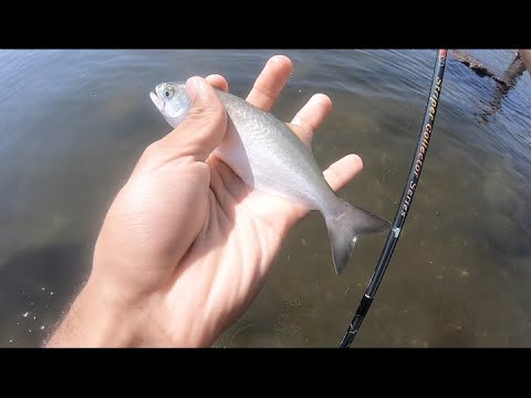 Snapper bluefish fishing - YouTube