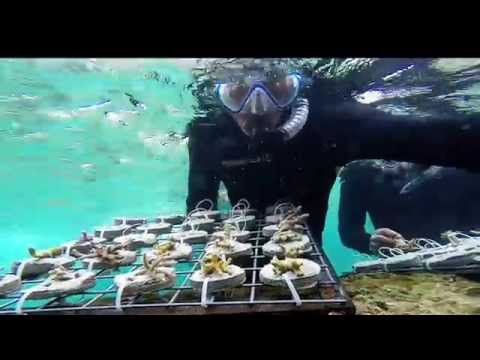 Namada Village, Fiji Islands - Sept 22-24, 2015 - YouTube