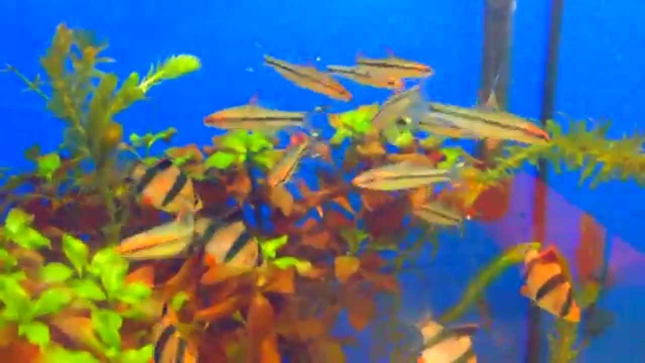 Red-Line Torpedo Barb (Denison's Barb) Balığı - Puntius Denisonii - YouTube