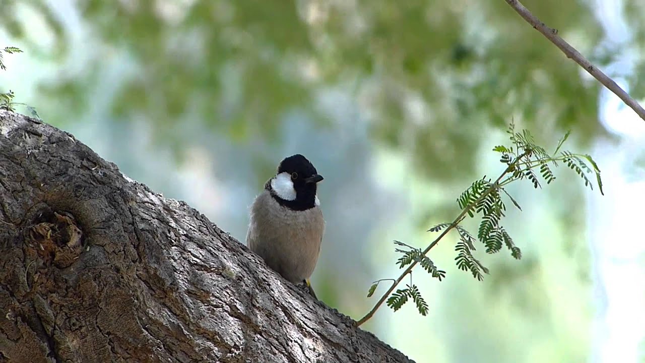 Bulbul Song - YouTube