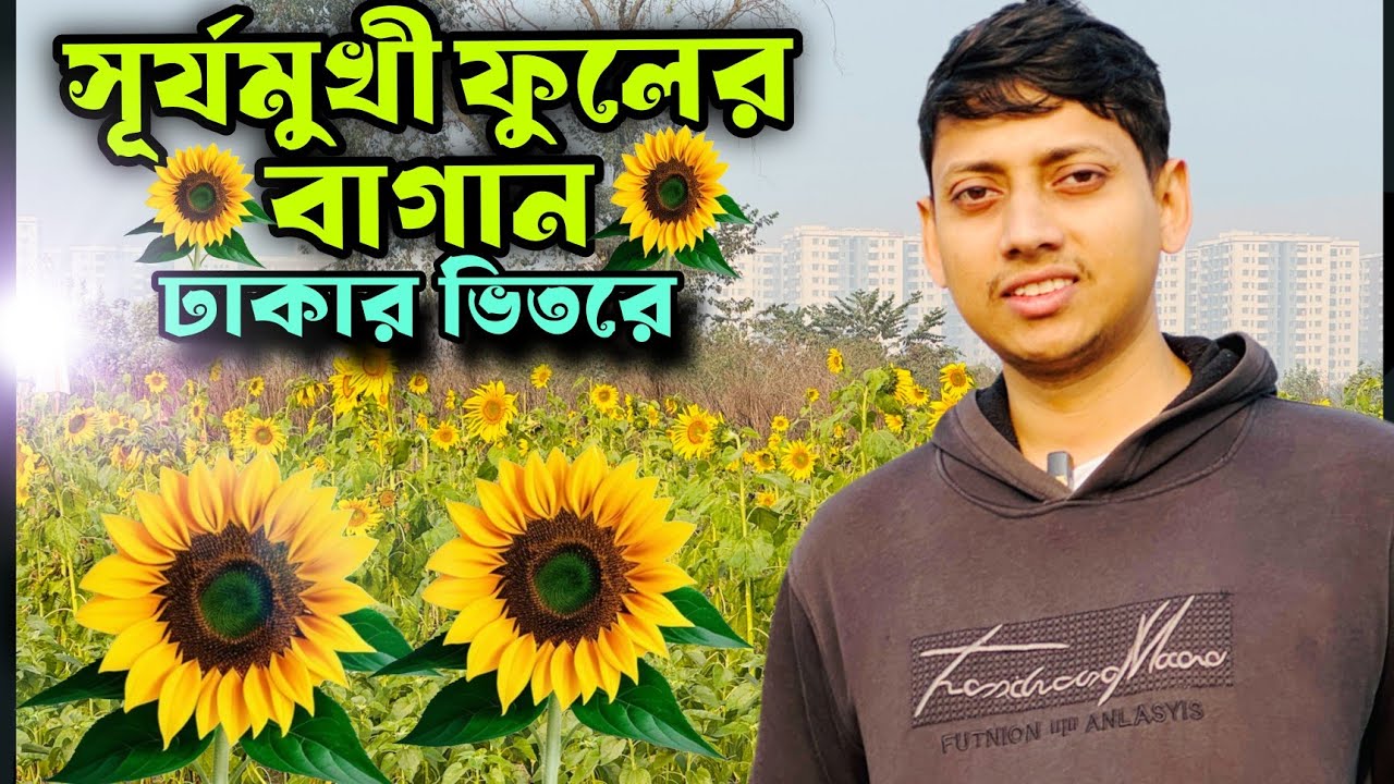সূর্যমুখী ফুলের বাগান উত্তরা দিয়া-বাড়িতে🌻| Surjomukhi ful | Sun ...