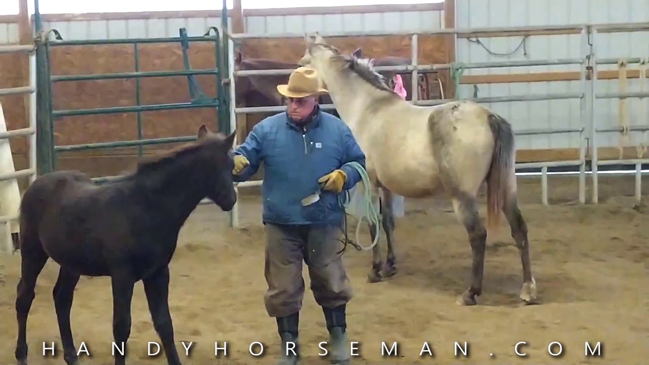 Working With A Foal, Colt Series - Part 4 - YouTube