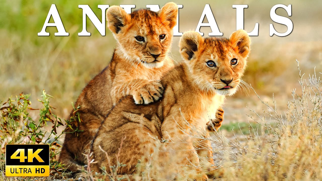 WILDLIFE 4K - Calming Music Relieves Stress With Beautiful Animal Films ...