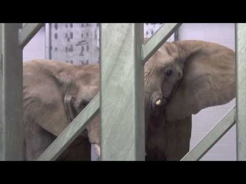 Welcome Back to Elephants, November 2010 - YouTube