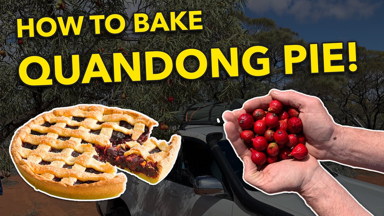 Find, Pick & Bake QUANDONG PIE! The BEST BUSHTUCKER Recipe - YouTube