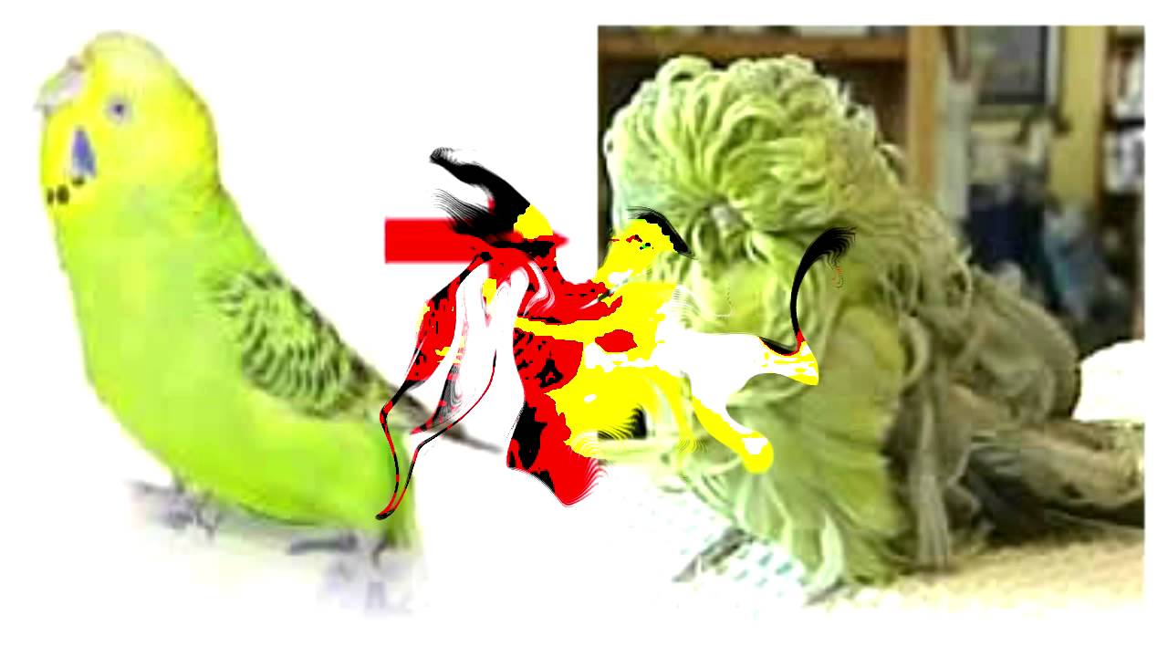 Top 10 mutaciones geneticas en animales-loquendo - YouTube