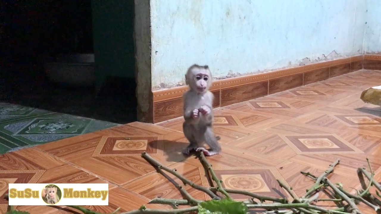 Susu Monkey | Susu plays with Grandma and Kittens - YouTube