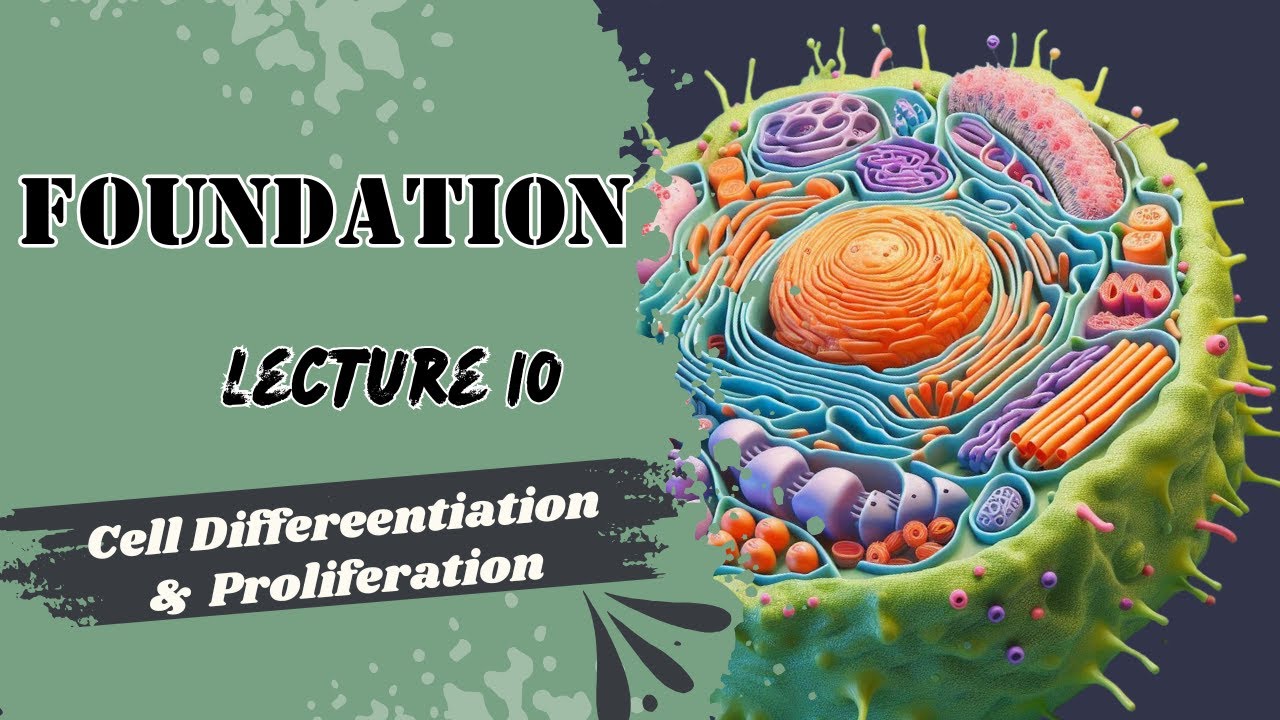 lecture 10 cell proliferation & differentiation - YouTube