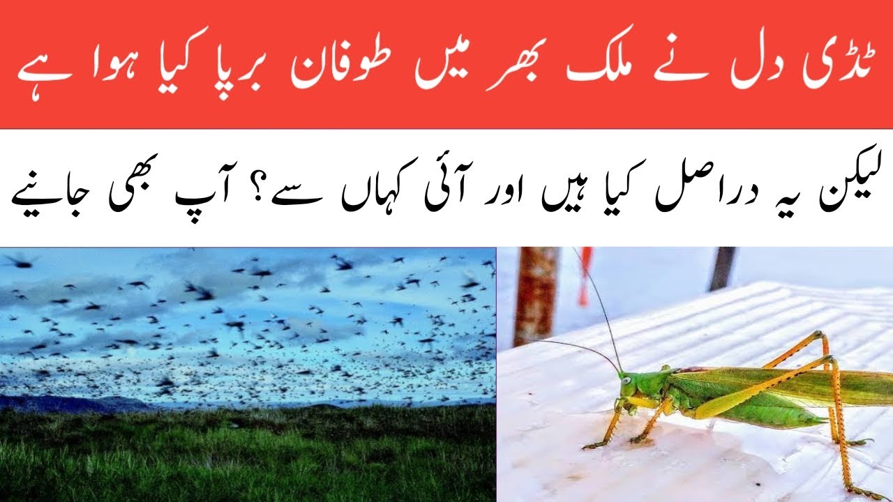 #tididil Tidi Dil kya hai aur kahan se ayi ha | ٹڈی دل کیا ہے اور کہاں ...