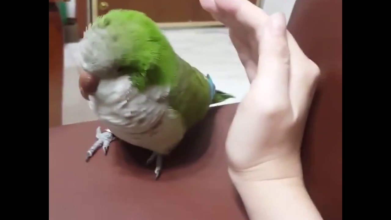 Parrot Hugs - YouTube