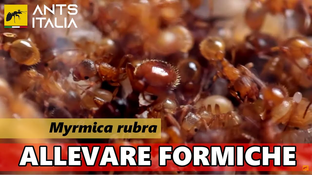ALLEVARE FORMICHE - Myrmica rubra, la formica di fuoco europea - YouTube