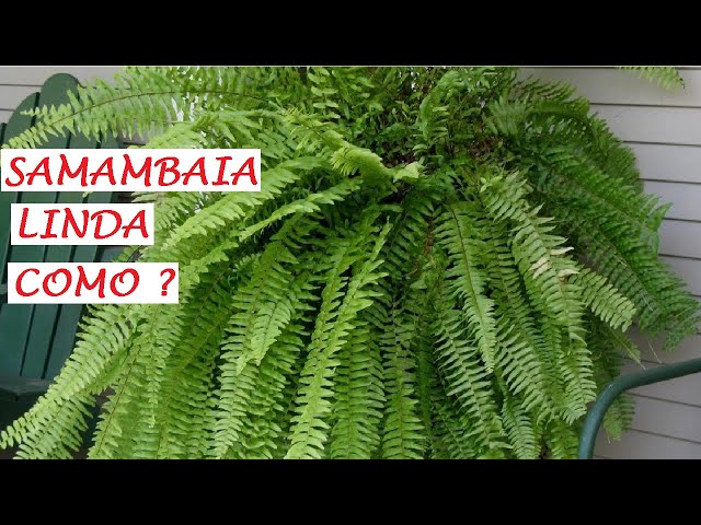 Saiba Como Cuidar Da Sua Samambaia | Cantinho do Video
