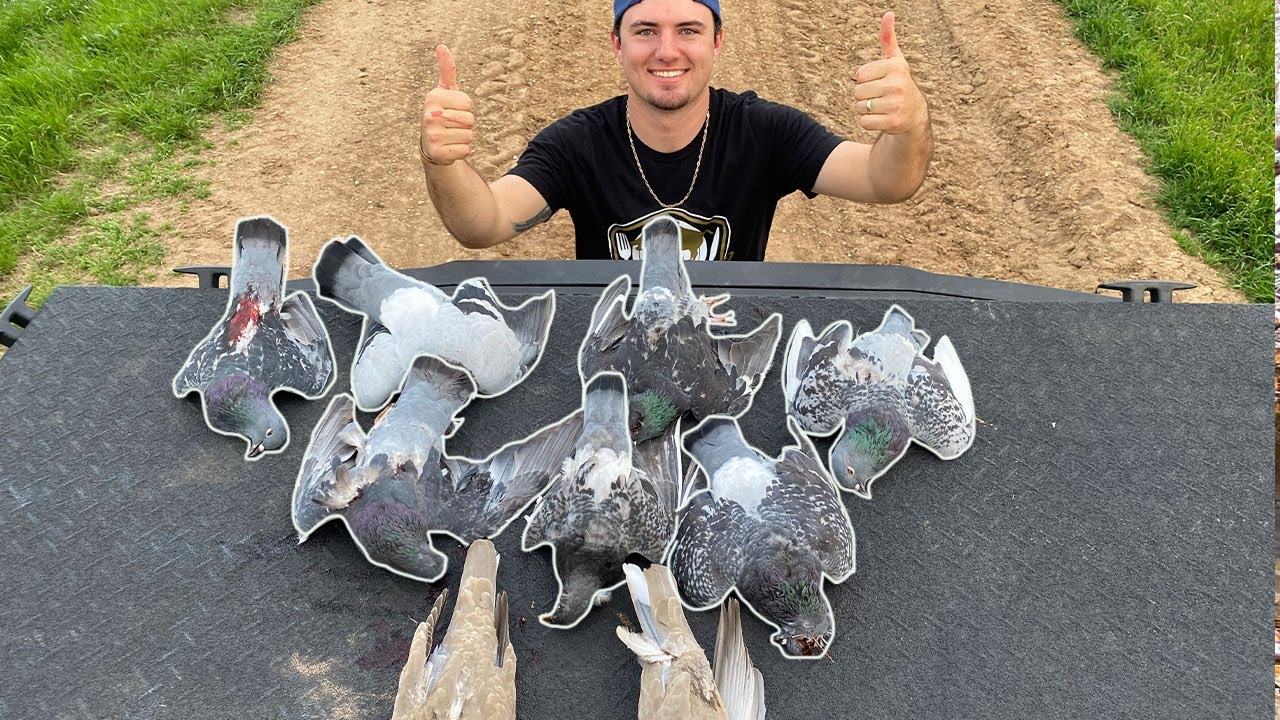 PIGEON Hunting With An Airgun! {Catch Clean Cook} Sweet And Spicy ...