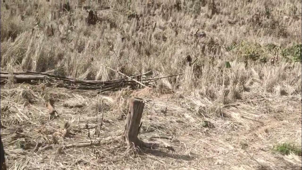 tuaj saib teb ntoo yas 12.02.2024 - YouTube