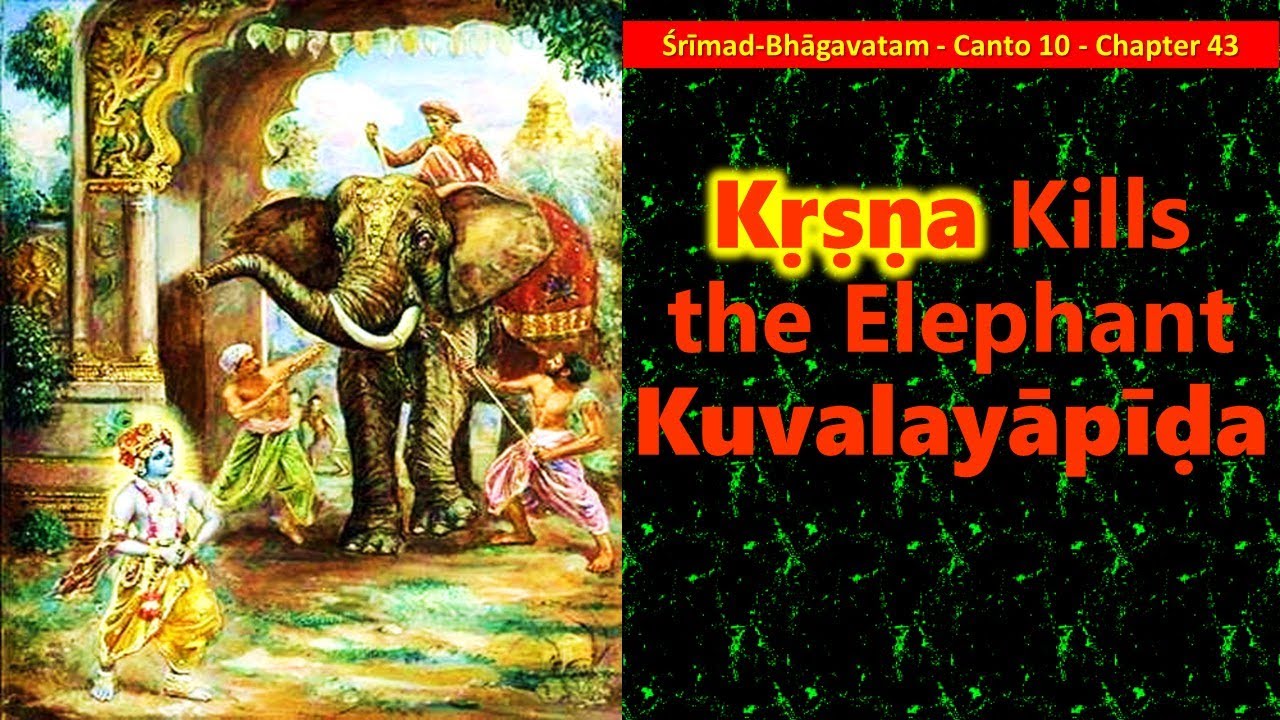 SB 10.43 Krishna Kills the Elephant Kuvalayapida | Srimad Bhagavatam ...