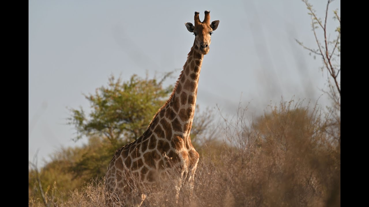 Faan Meintjies Game Drive - YouTube