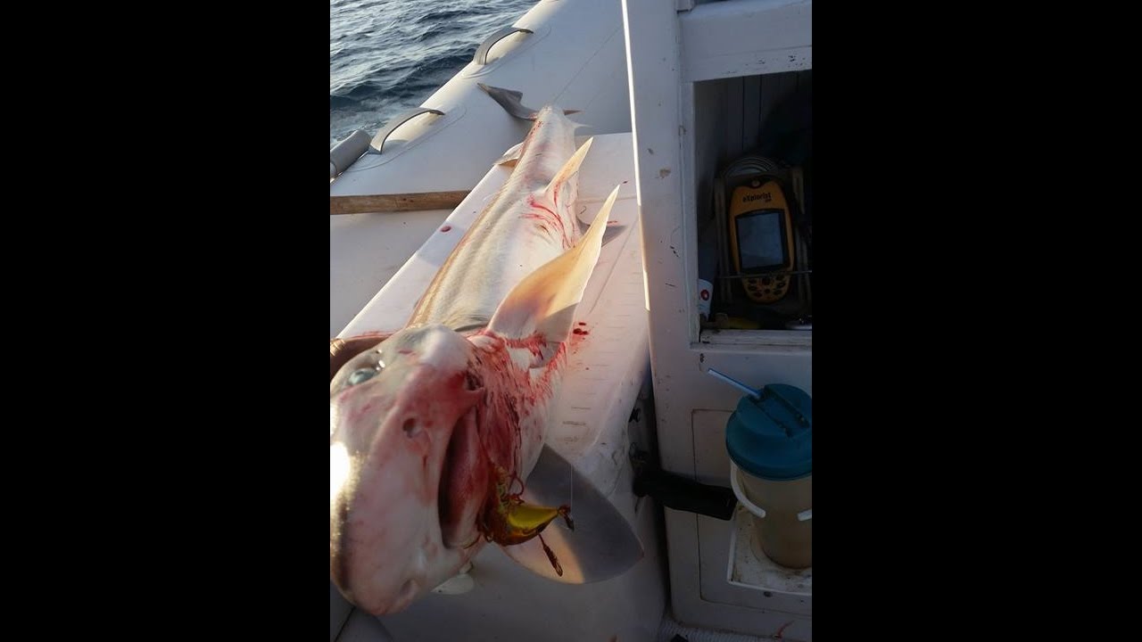 Ενα ομορφο ψαρεμα με kabura , Γαλέος galeorhinus galeus..... - YouTube