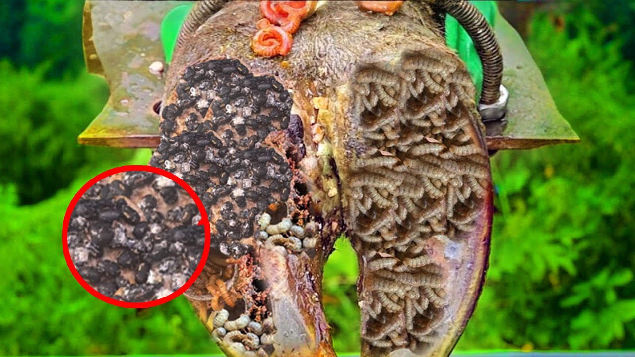 4 SHOCKING THINGS I Learned from Putting BLOCKS on a COW! - YouTube