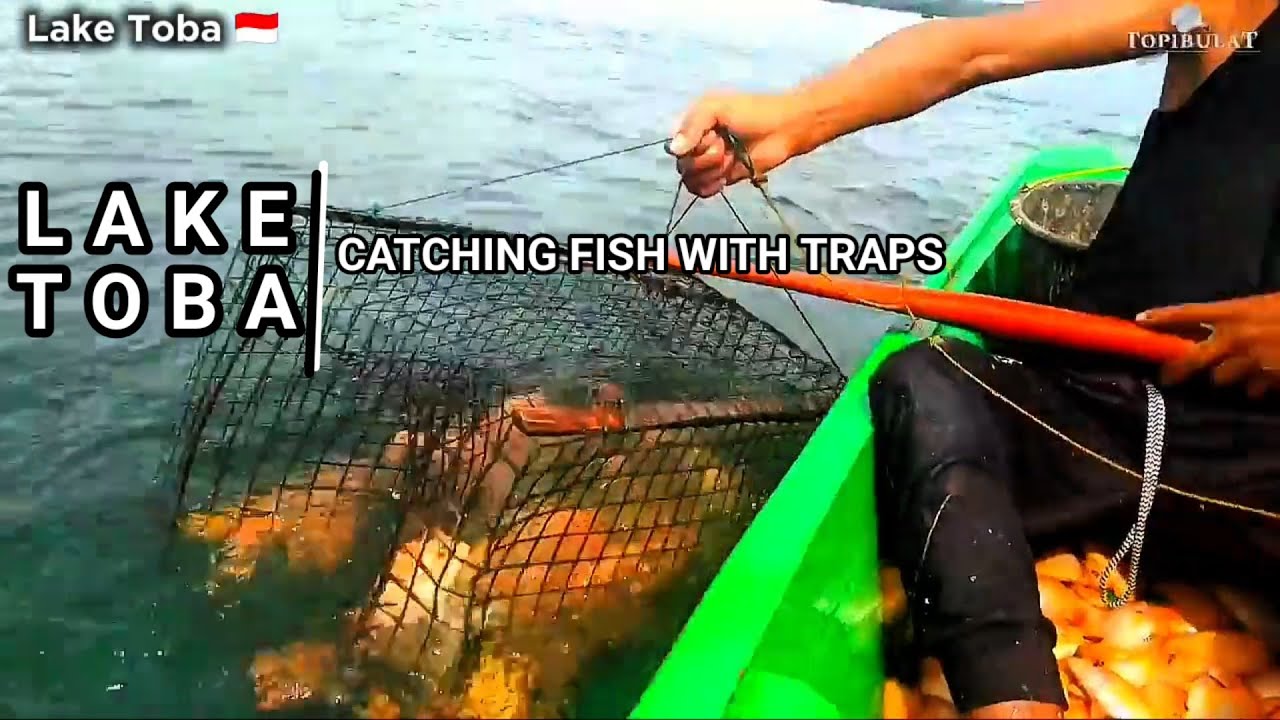 🔴CATCHING FISH WITH TRAPS IN LAKE TOBA‼️ - YouTube