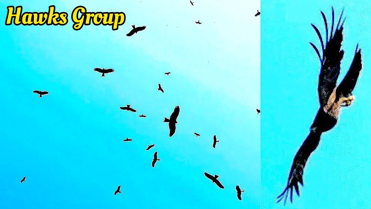 Hawks Flying In The Sky | Hawk Group - YouTube